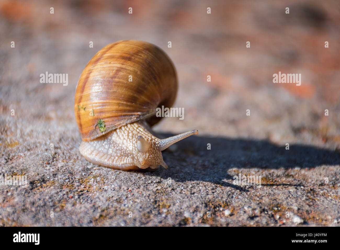 Snail moving slowly on the rock in the green grass Stock Photo - Alamy
