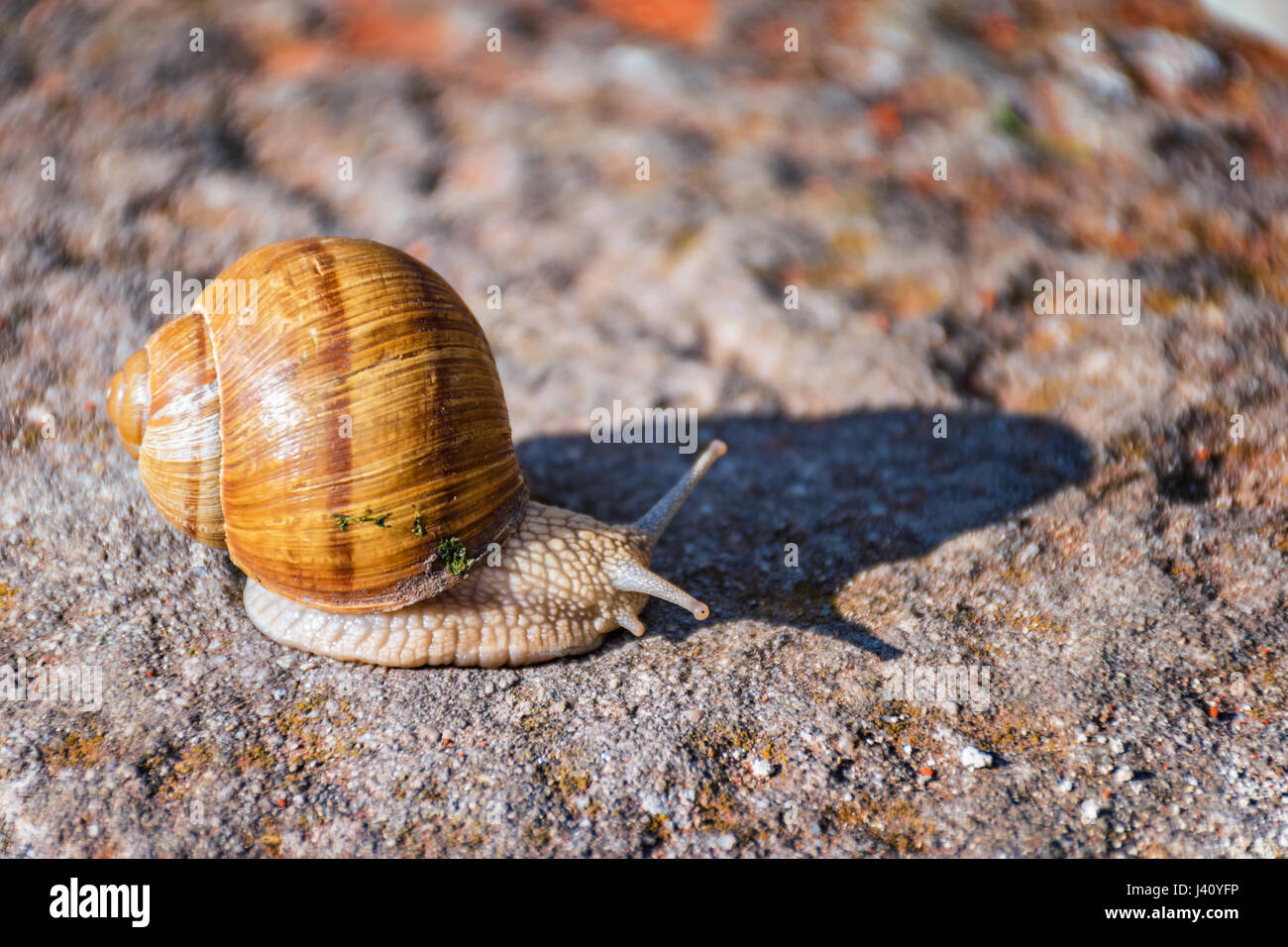 Snail moving slowly on the rock in the green grass Stock Photo - Alamy