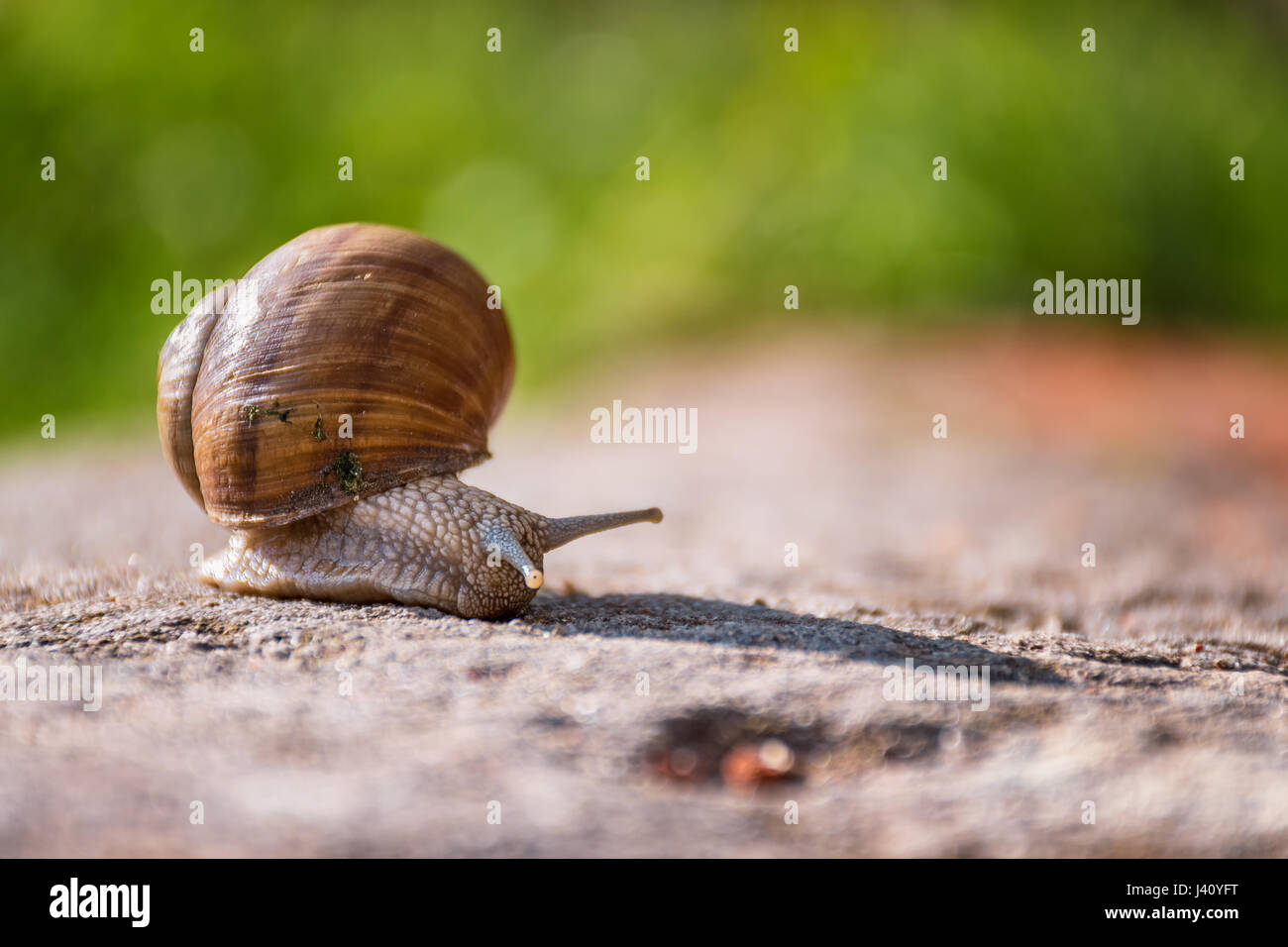 Snail moving slowly on the rock in the green grass Stock Photo - Alamy