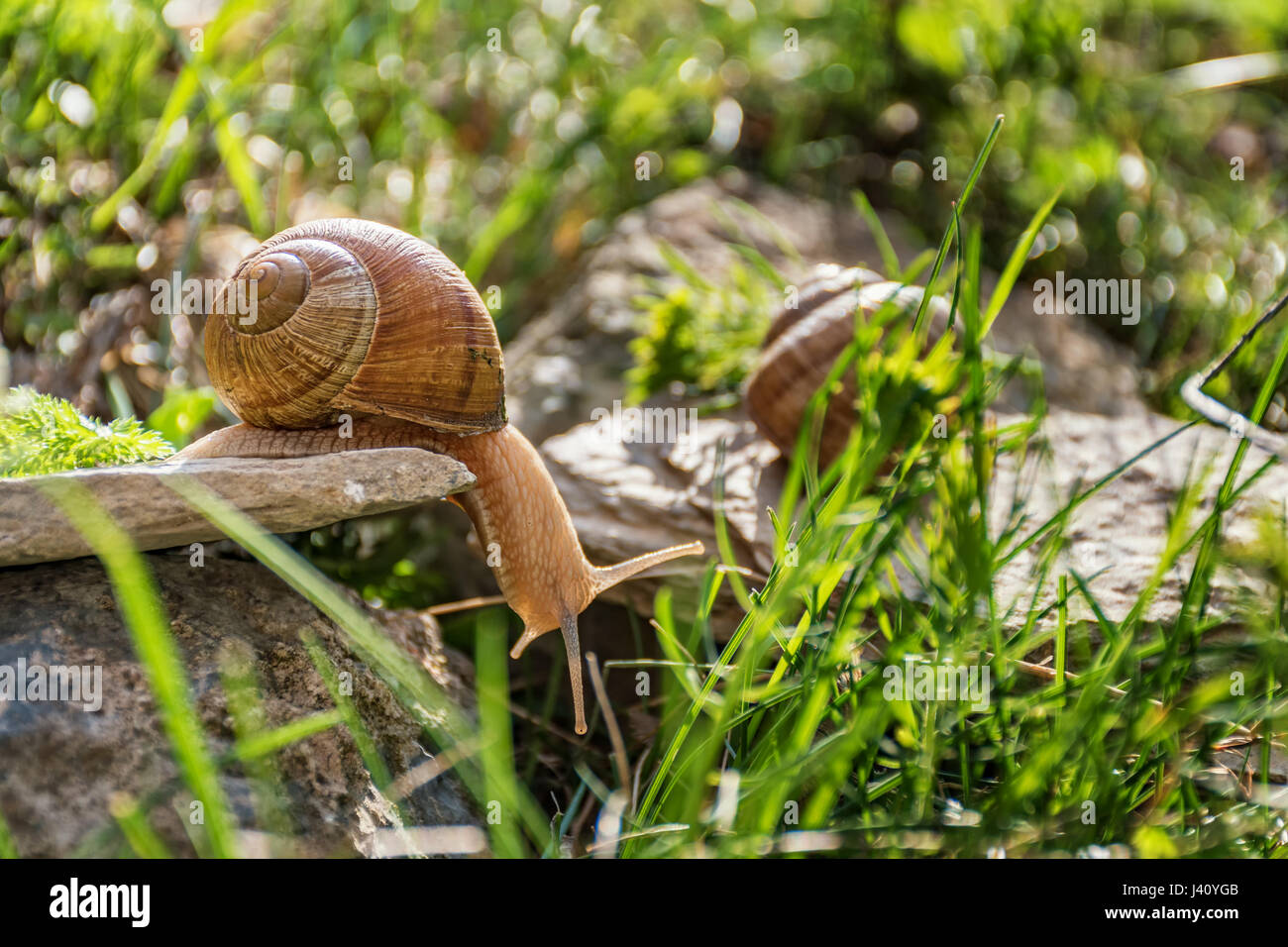 Snails climbing on the rock in the green grass Stock Photo - Alamy