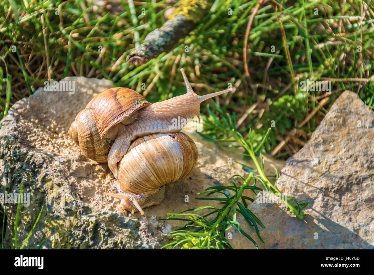Snails climbing on the rock in the green grass Stock Photo - Alamy