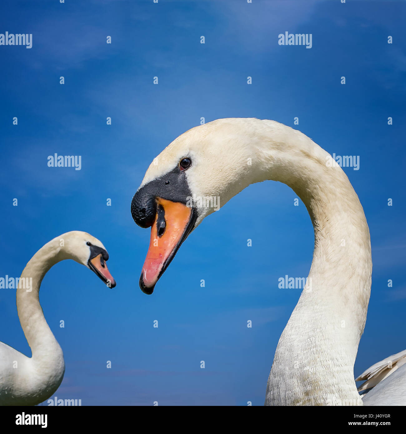 Couple of peaceful white swan - portrait, face to face Stock Photo - Alamy