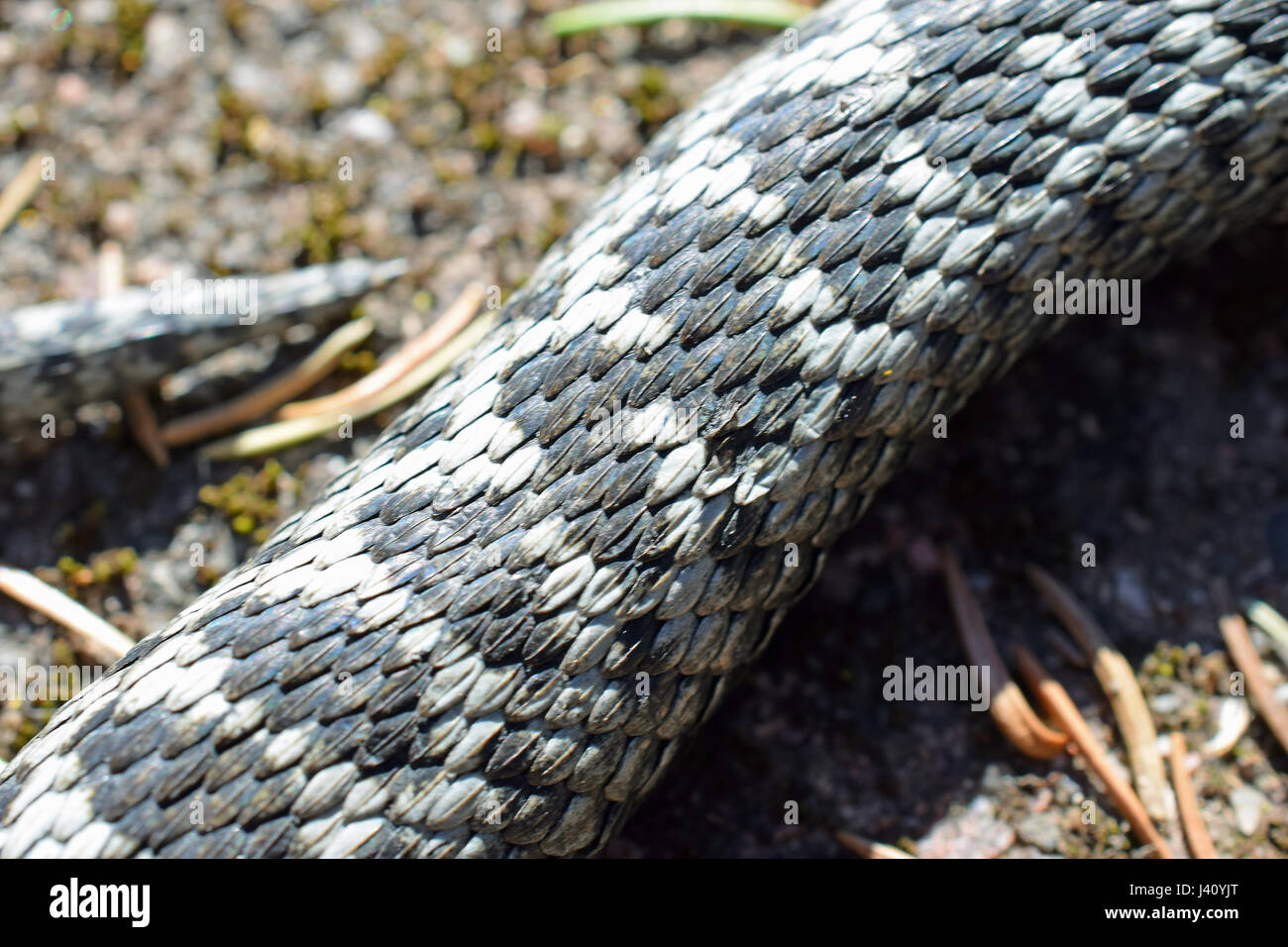 Black adder snake hi-res stock photography and images - Alamy