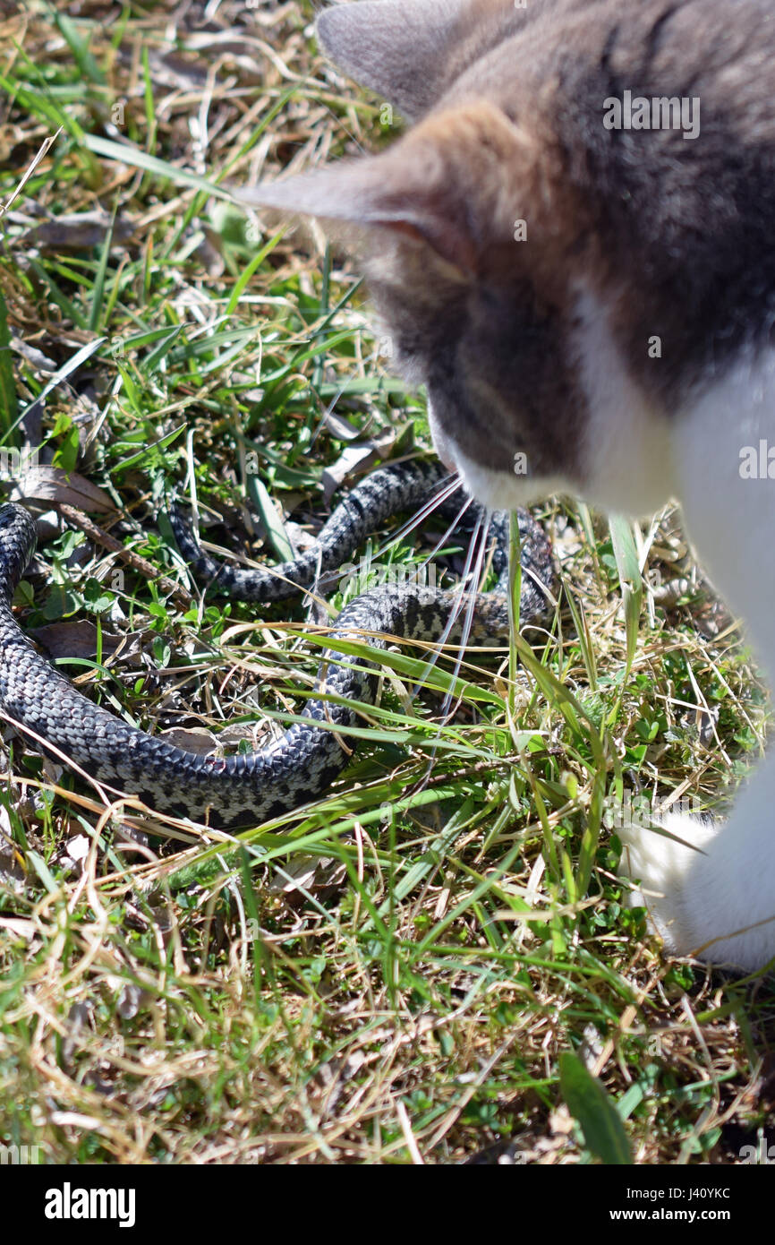 Domestic cat hunting and killing adder snake Stock Photo - Alamy