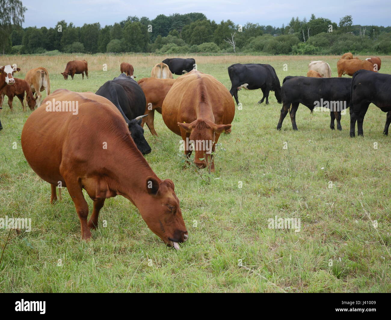 brown cows on pasture on forest background Stock Photo - Alamy