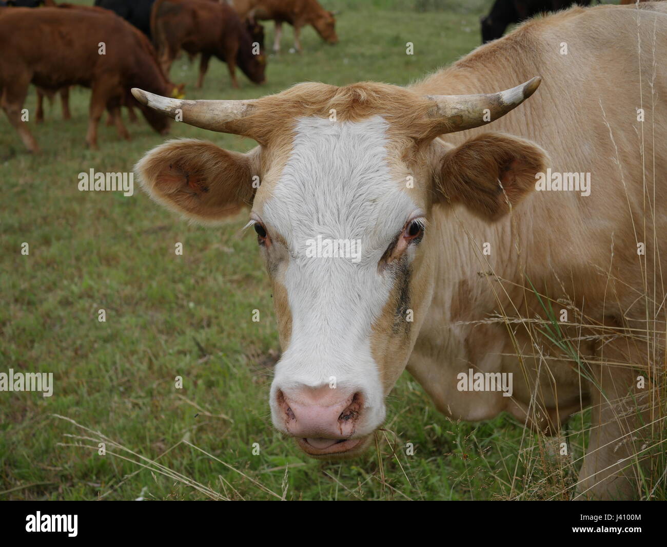 brown cow on pasture on forest background Stock Photo - Alamy