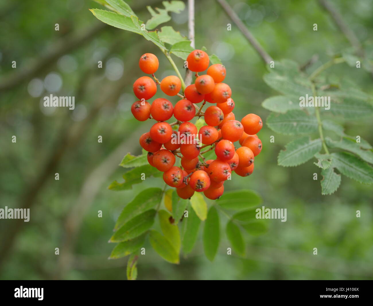 bunch of red rowan on forest background Stock Photo - Alamy