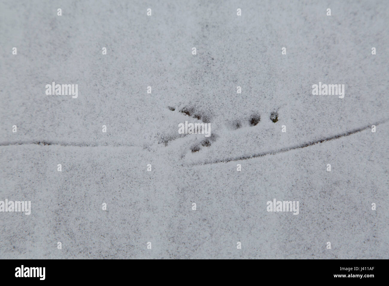 Footprints in the snow at Amersfoort, the Netherlands. The trail has ...