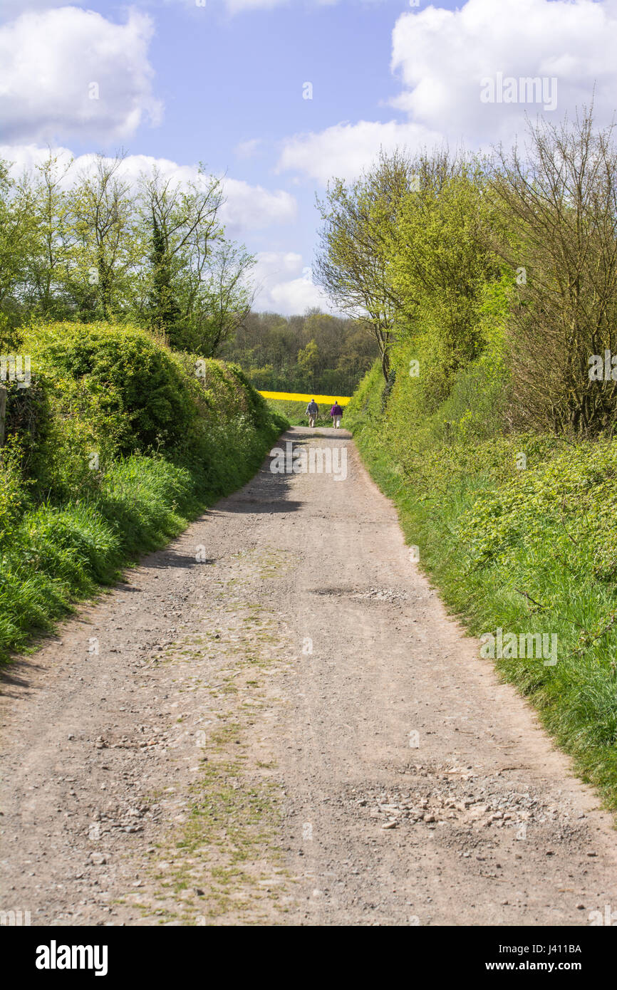 Narrow country lane with two walkers in the distance, Leicestershire ...