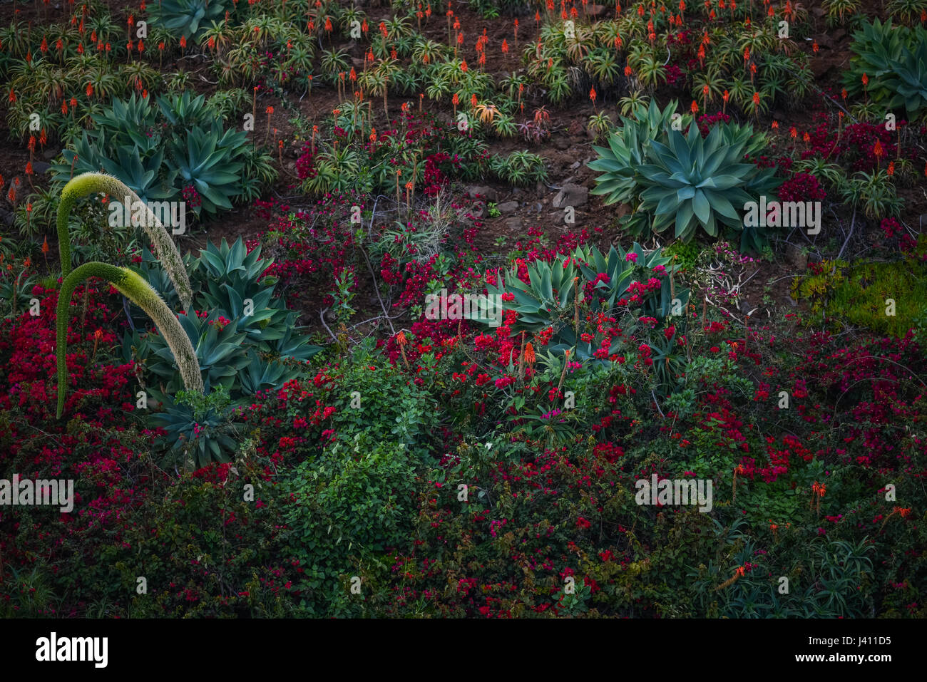 Nature of Madeira Island, Portugal Stock Photo - Alamy