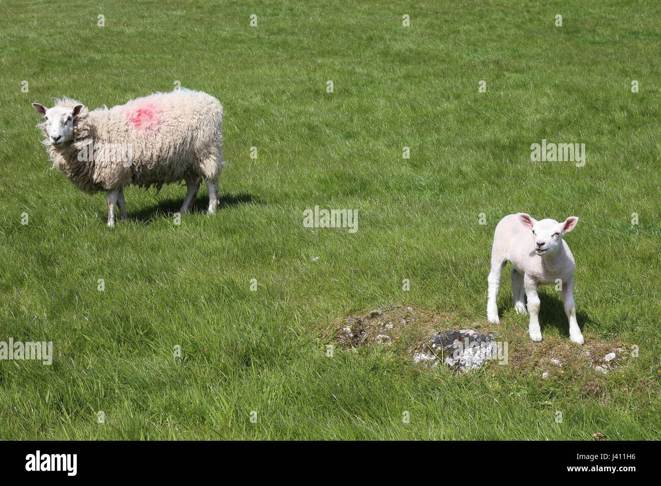 New Lamb showing independence from mother! Stock Photo - Alamy