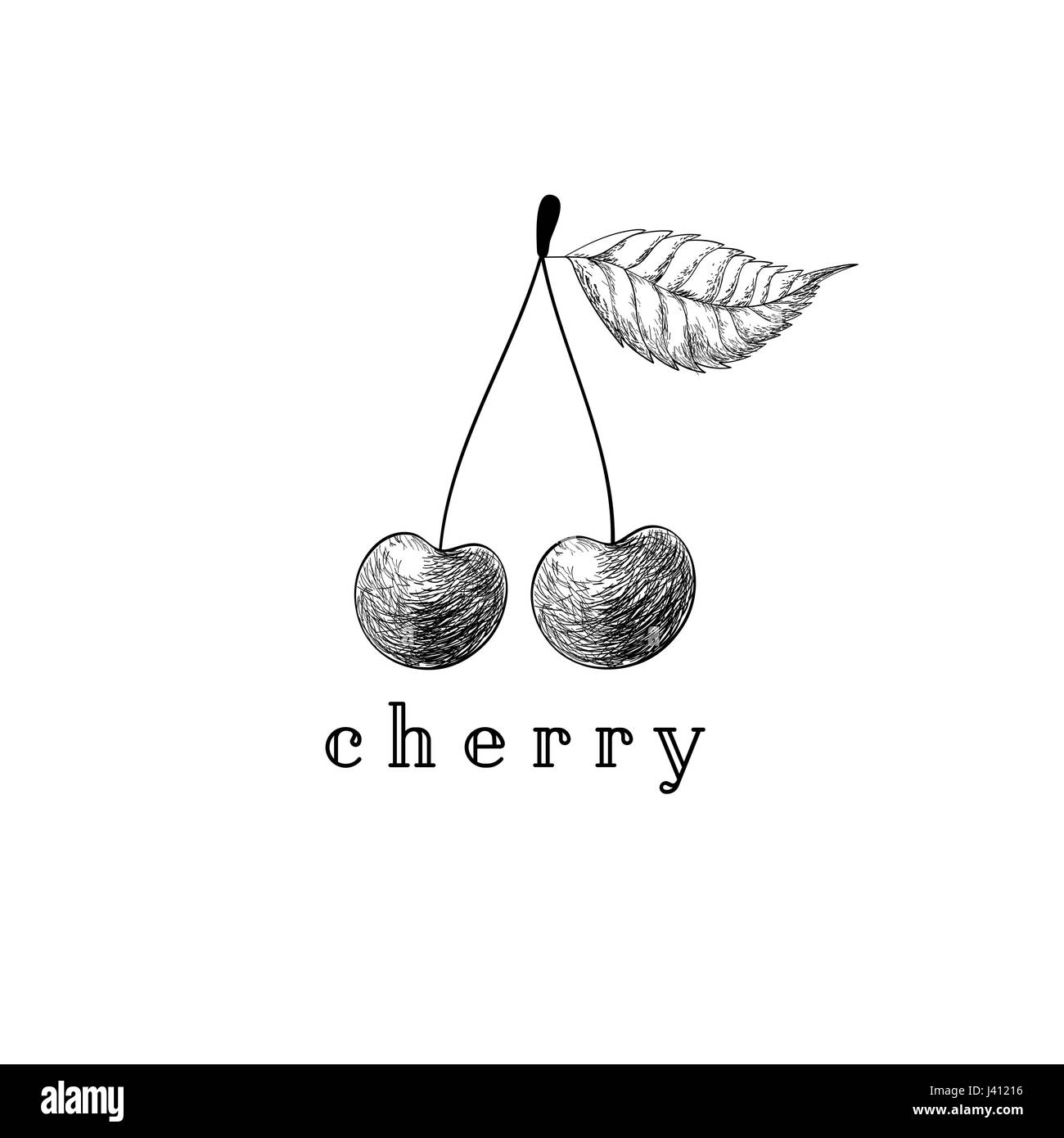Cherry vector drawing. Isolated hand drawn two berries on white ...