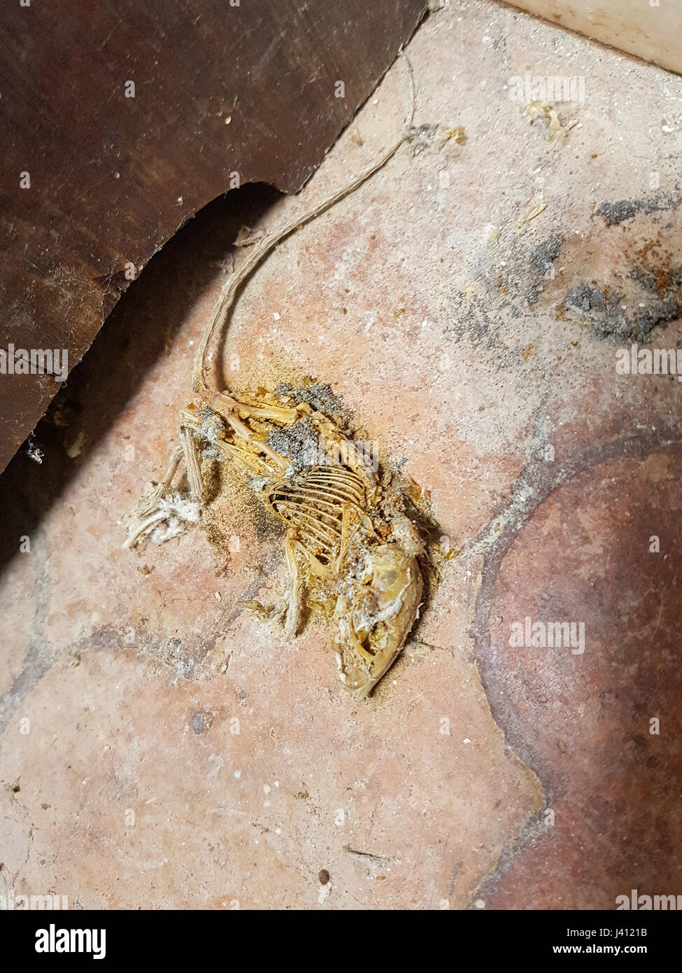 Mouse skeleton hi-res stock photography and images - Alamy