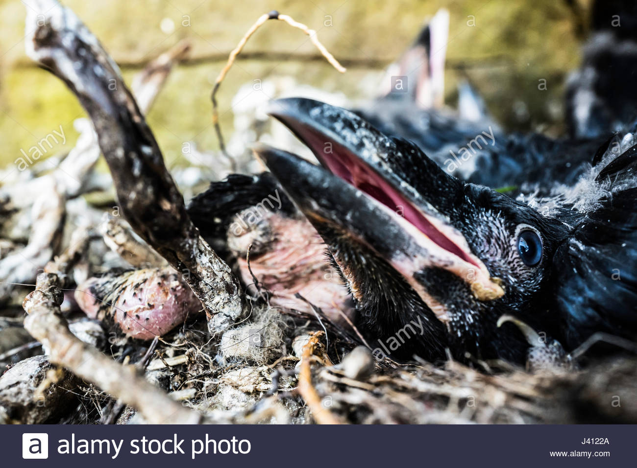 Raven Nest Chick High Resolution Stock Photography and Images - Alamy