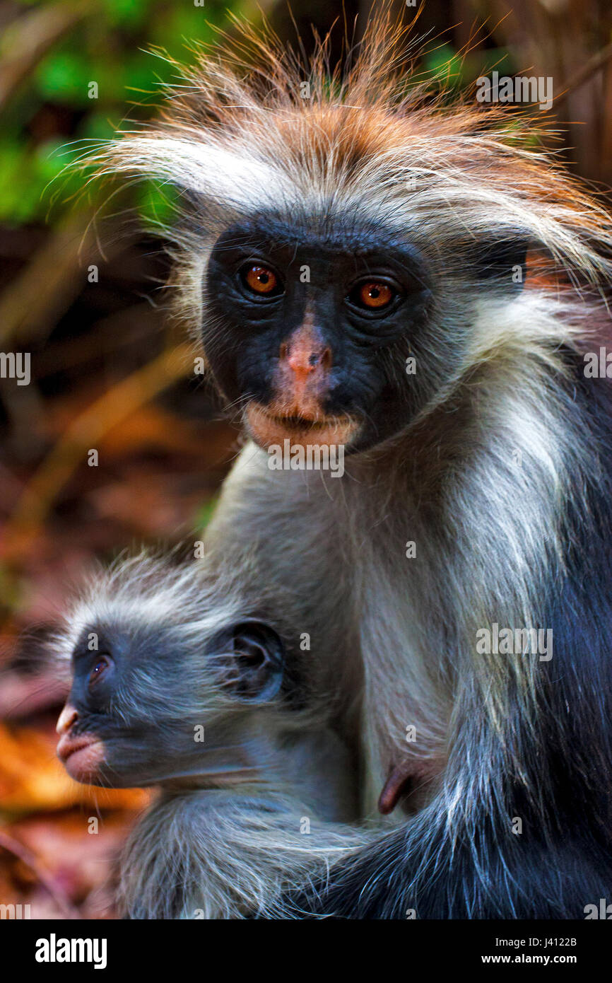 an hairy monkey and her puppy in africa zanzibar jozany forest Stock ...