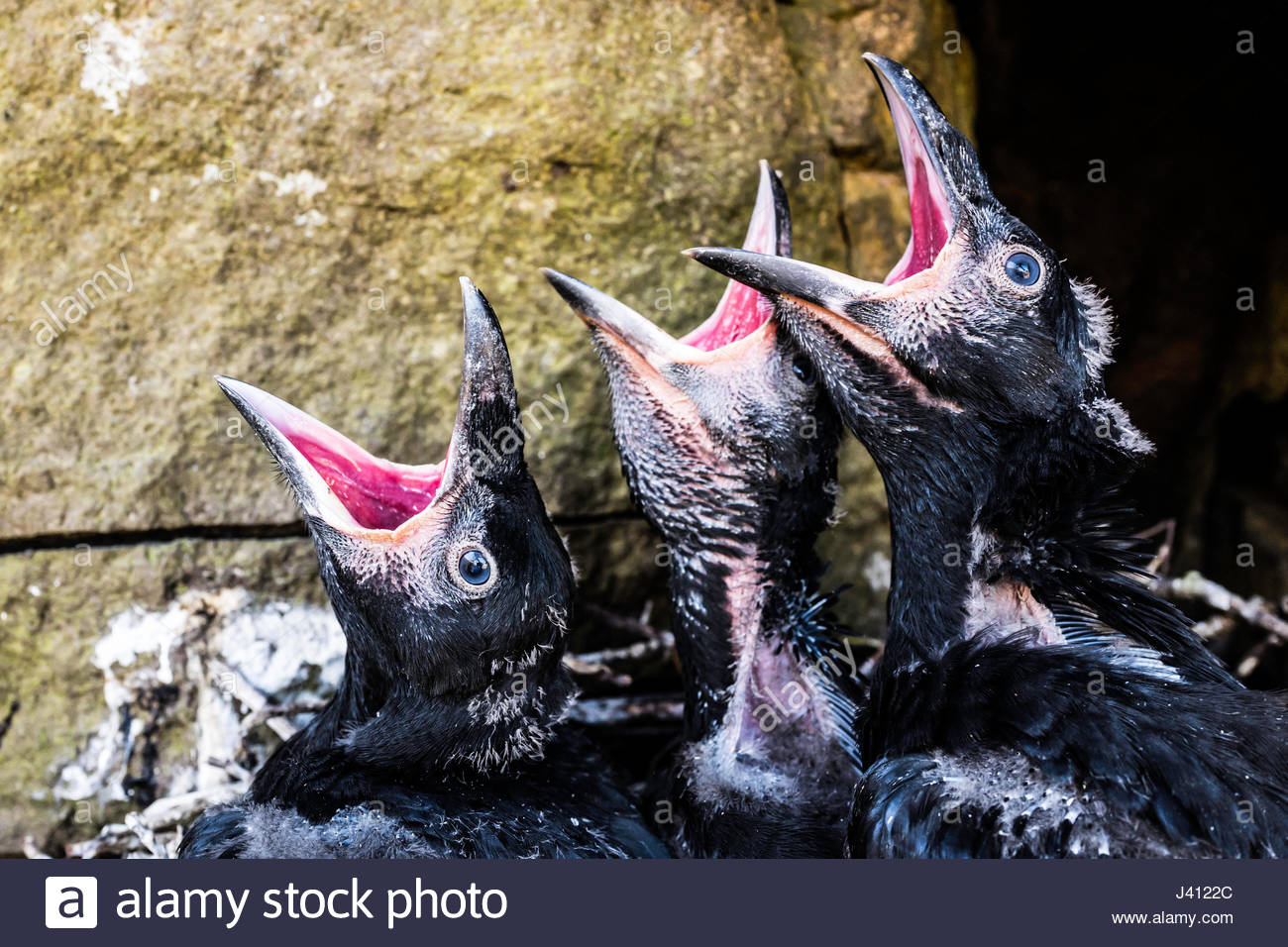 Raven Chicks In Nest High Resolution Stock Photography and Images - Alamy
