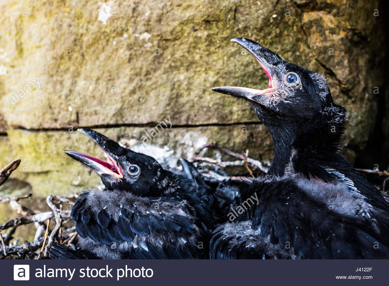 Raven Chicks Stock Photos & Raven Chicks Stock Images - Alamy