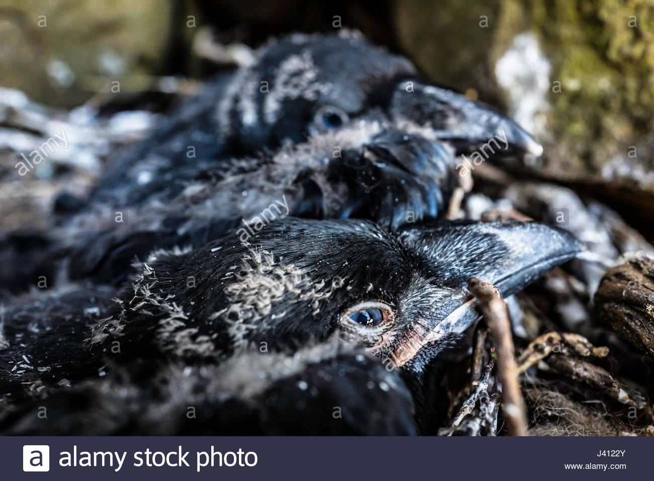 Raven Chicks Stock Photos & Raven Chicks Stock Images - Alamy