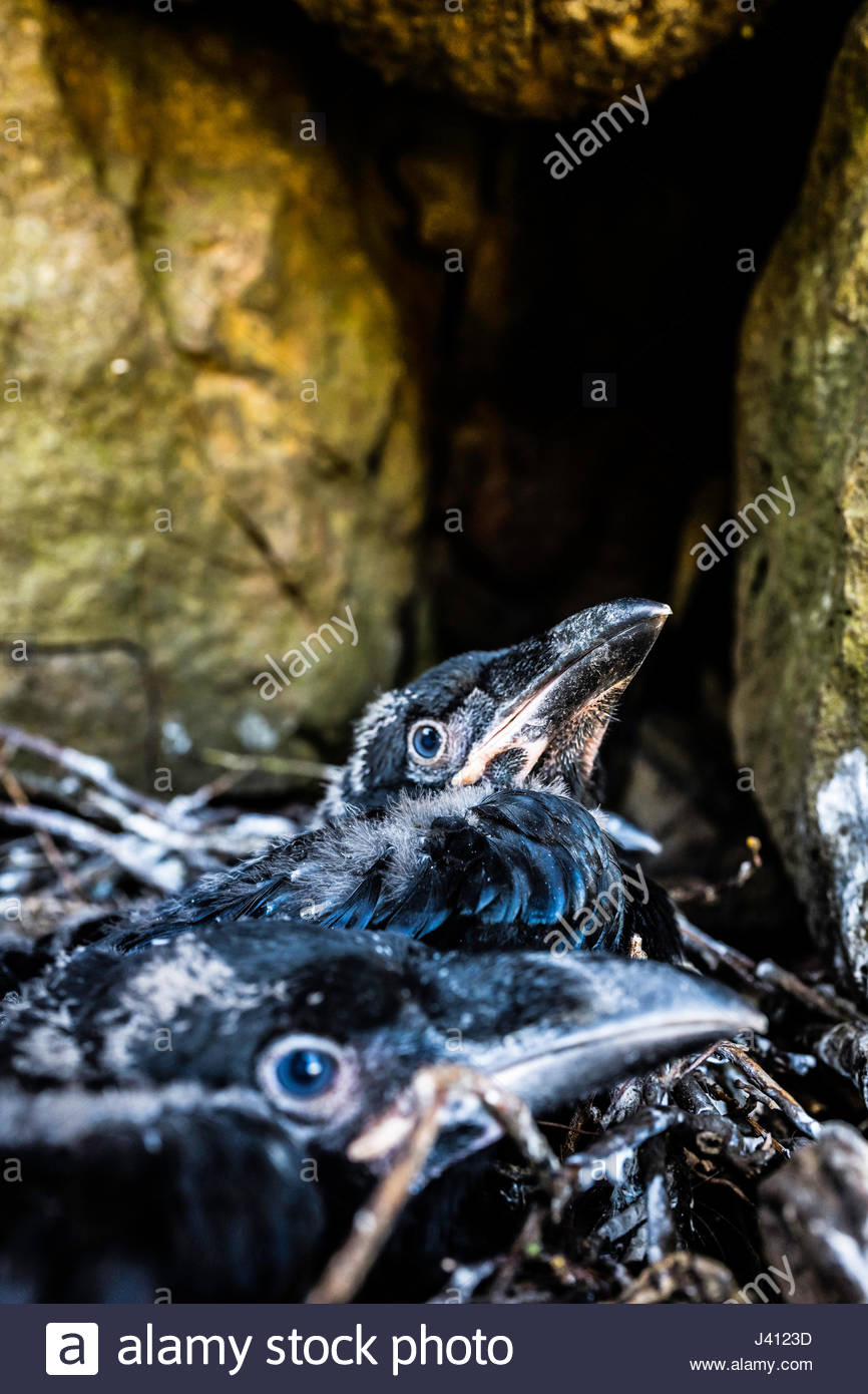 Raven Chicks Stock Photos & Raven Chicks Stock Images - Alamy