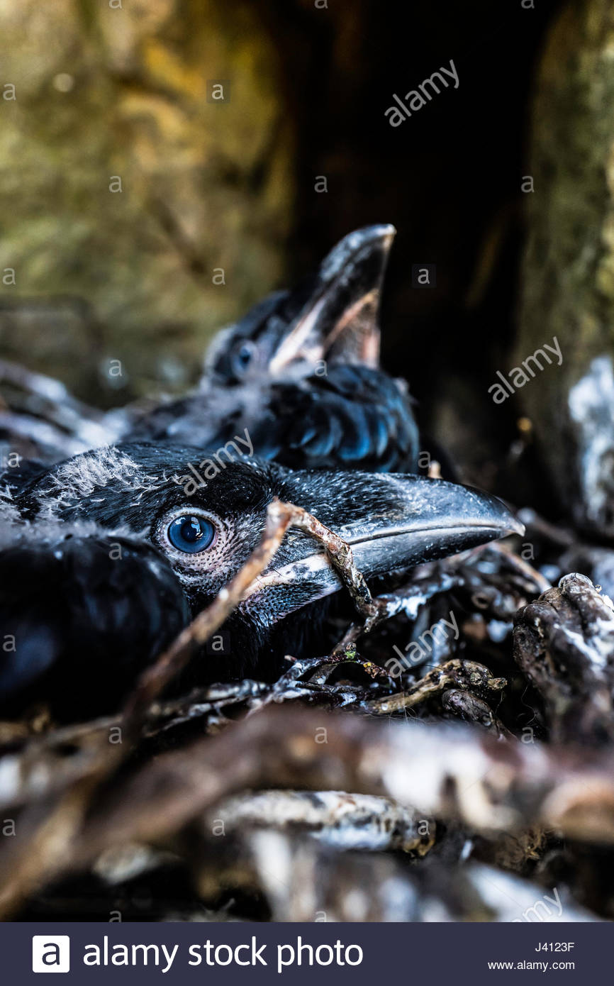 Raven Nest Chick High Resolution Stock Photography and Images - Alamy