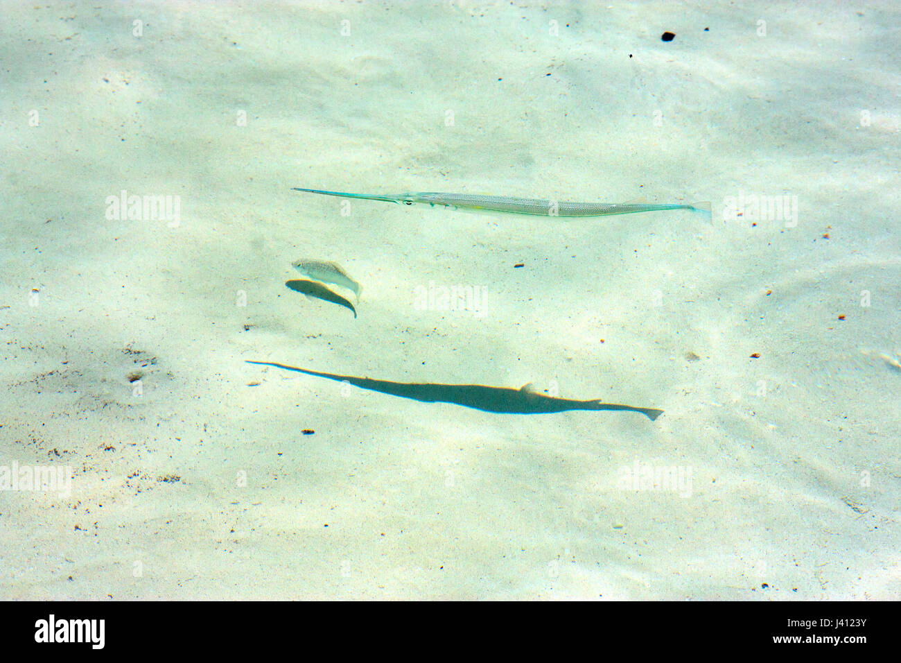 little fish isla contoy in mexico froath and foam the sea drop sunny ...