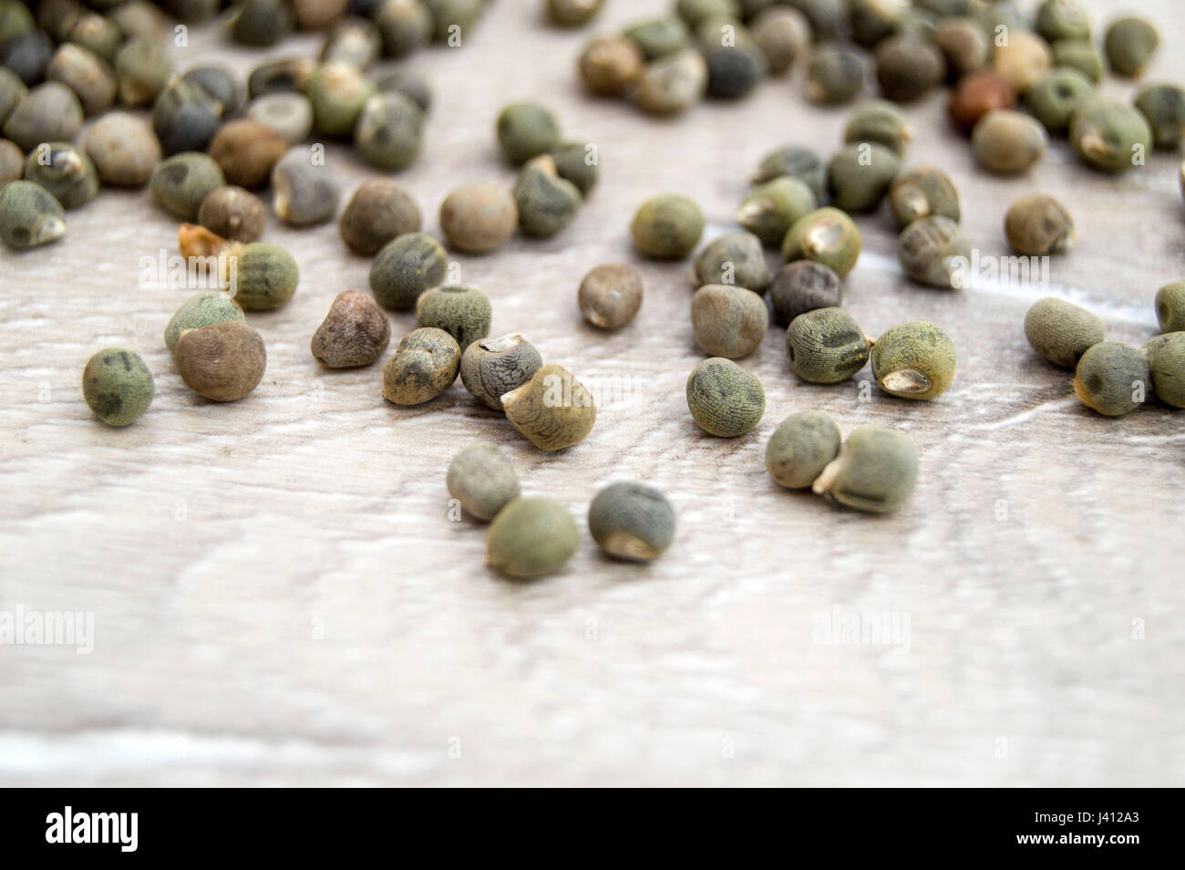 Ready to plant very clearly with white back ground okra seeds, okra ...