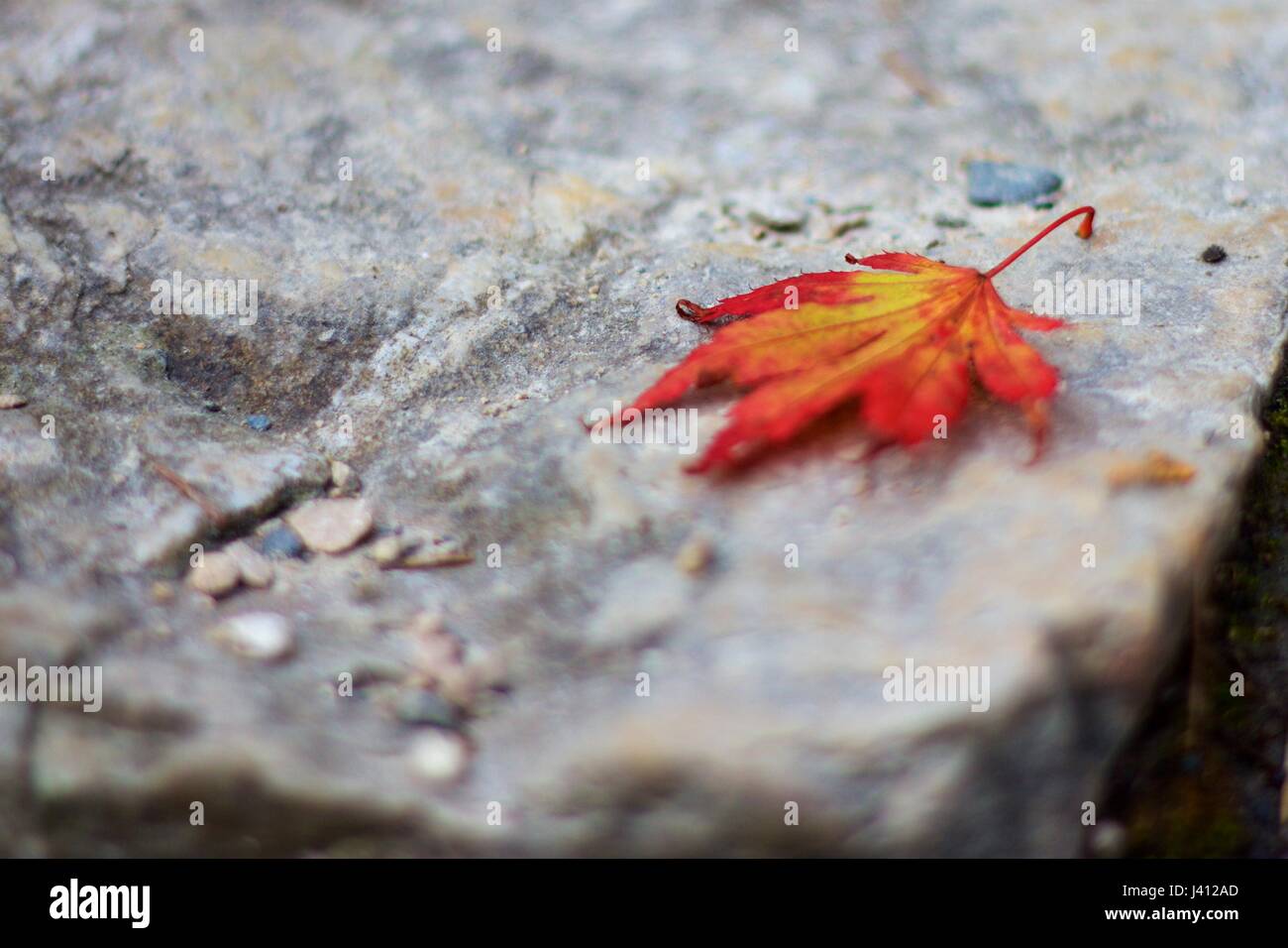 Autumn leaf on the stone steps in the Botanic gardens Stock Photo - Alamy