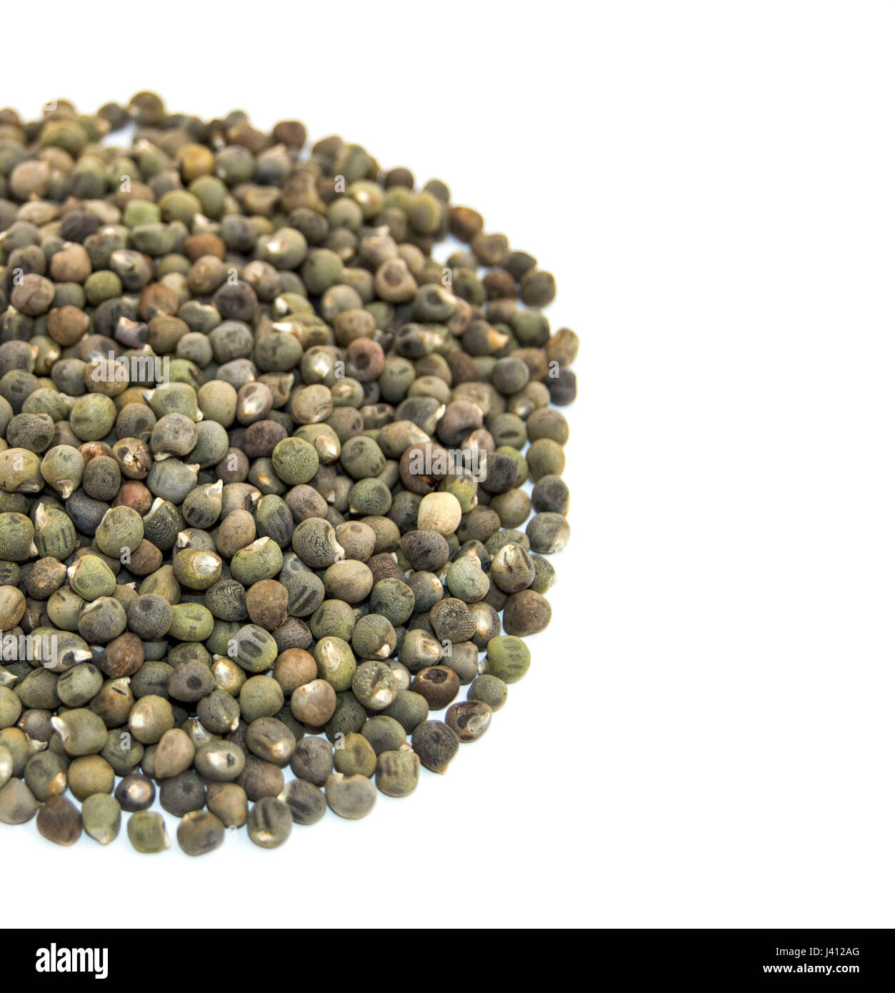 Ready to plant very clearly with white back ground okra seeds, okra ...