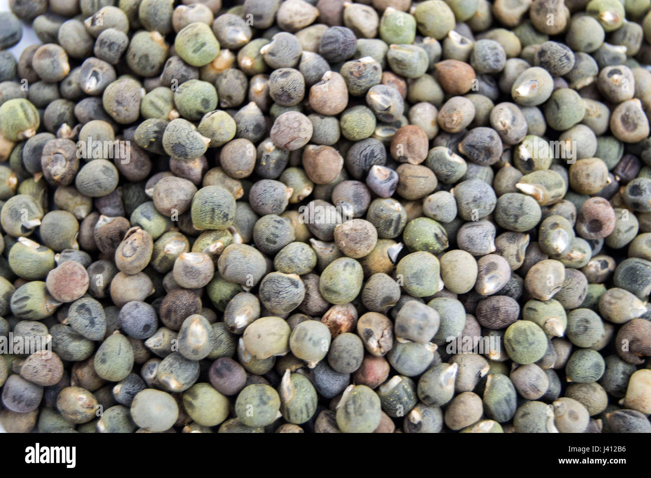 Ready to plant very clearly with white back ground okra seeds, okra ...