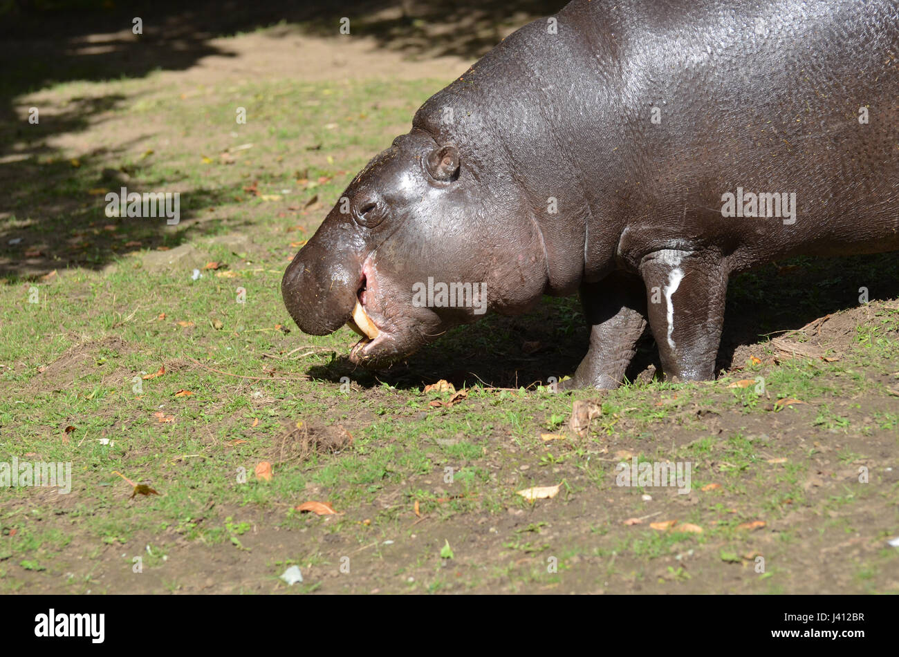 Pygmy hippo with his tusks showing as he grazes Stock Photo - Alamy