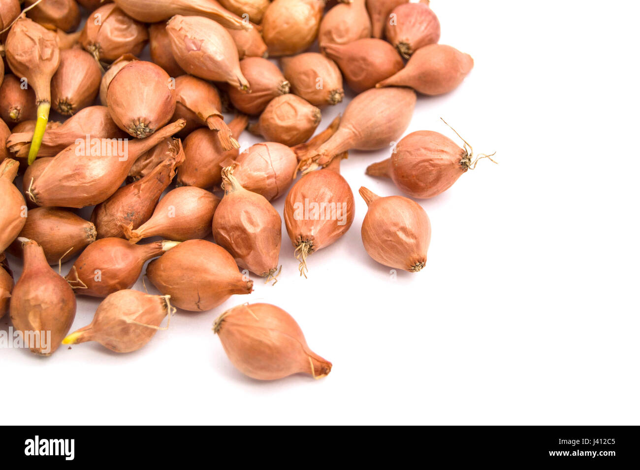 Small onion seeds, small onion seeds, seedable onion seeds white ...