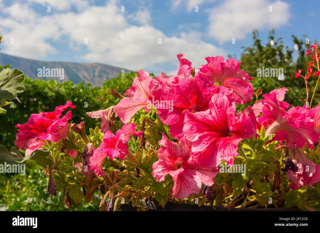 Colorful flowers in spring Stock Photo - Alamy