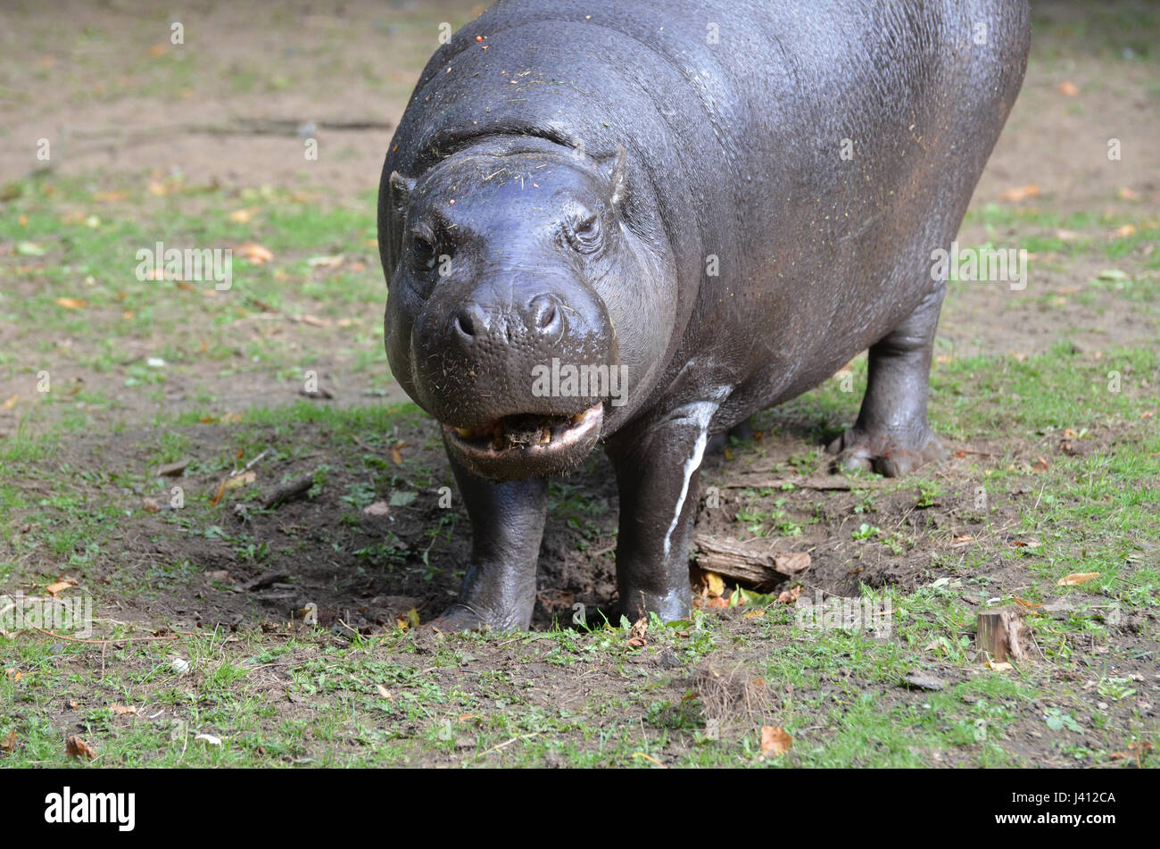 Pygmy hippo with his mouth open slightly Stock Photo - Alamy