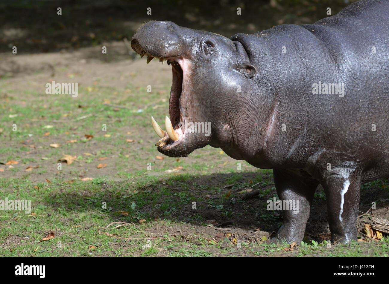 A pygmy hippo with his mouth open with his tusks showing Stock Photo ...