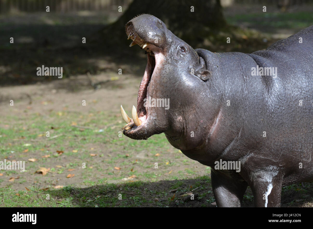 Pointed teeth of a pygmy hippo with his mouth open very wide Stock ...