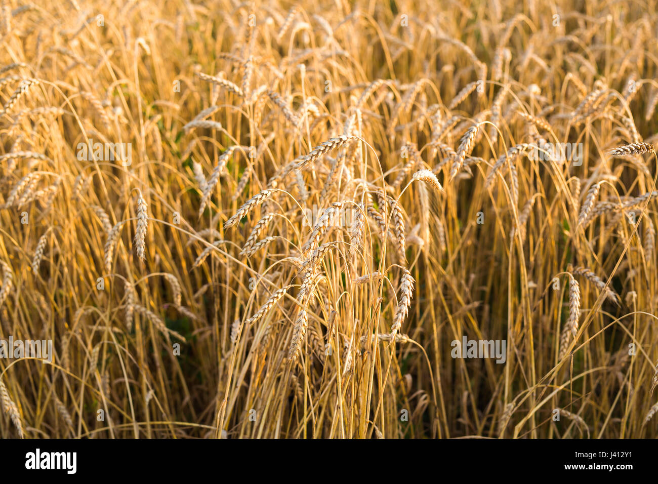 Field of Rye Stock Photo - Alamy