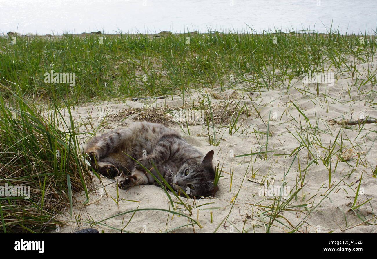 Cat beach hi-res stock photography and images - Alamy