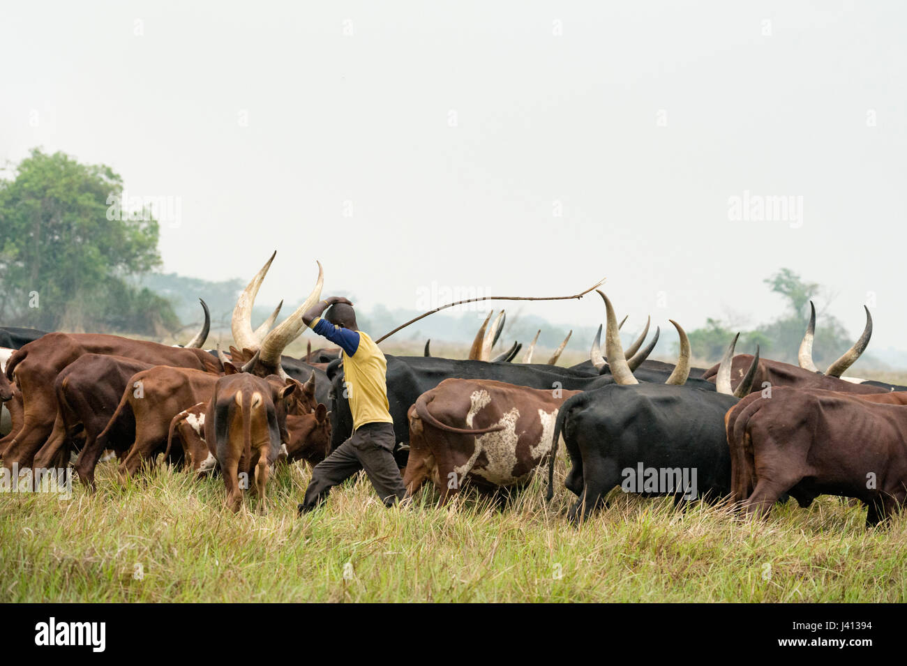 Horned Ungulates High Resolution Stock Photography and Images - Alamy