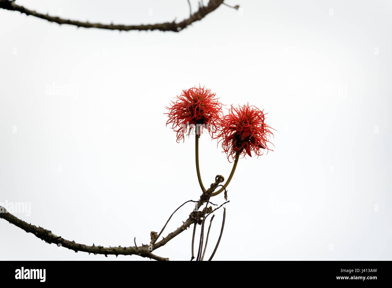 Ugandan national parks uganda hi-res stock photography and images - Alamy