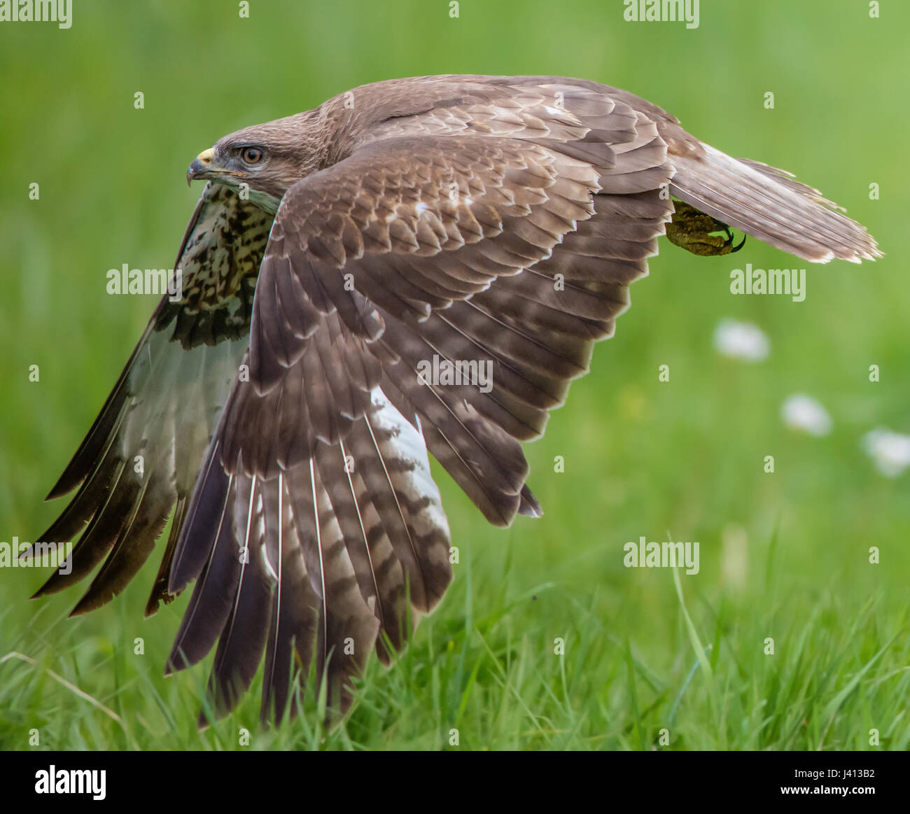 A buzzard in flight brushing the ground with its wings, going in for ...