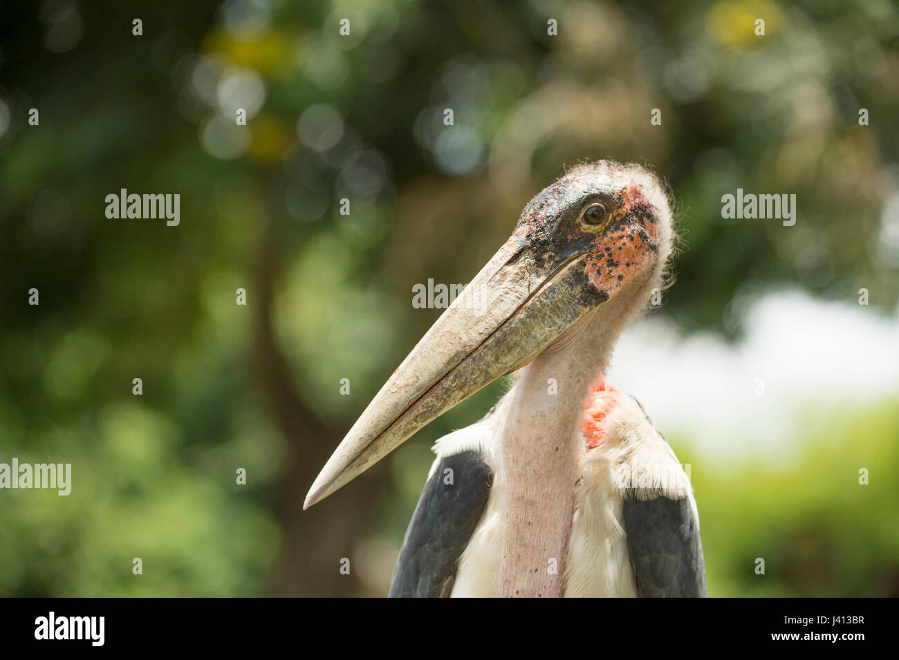 Marabou stork bird uganda africa hi-res stock photography and images ...