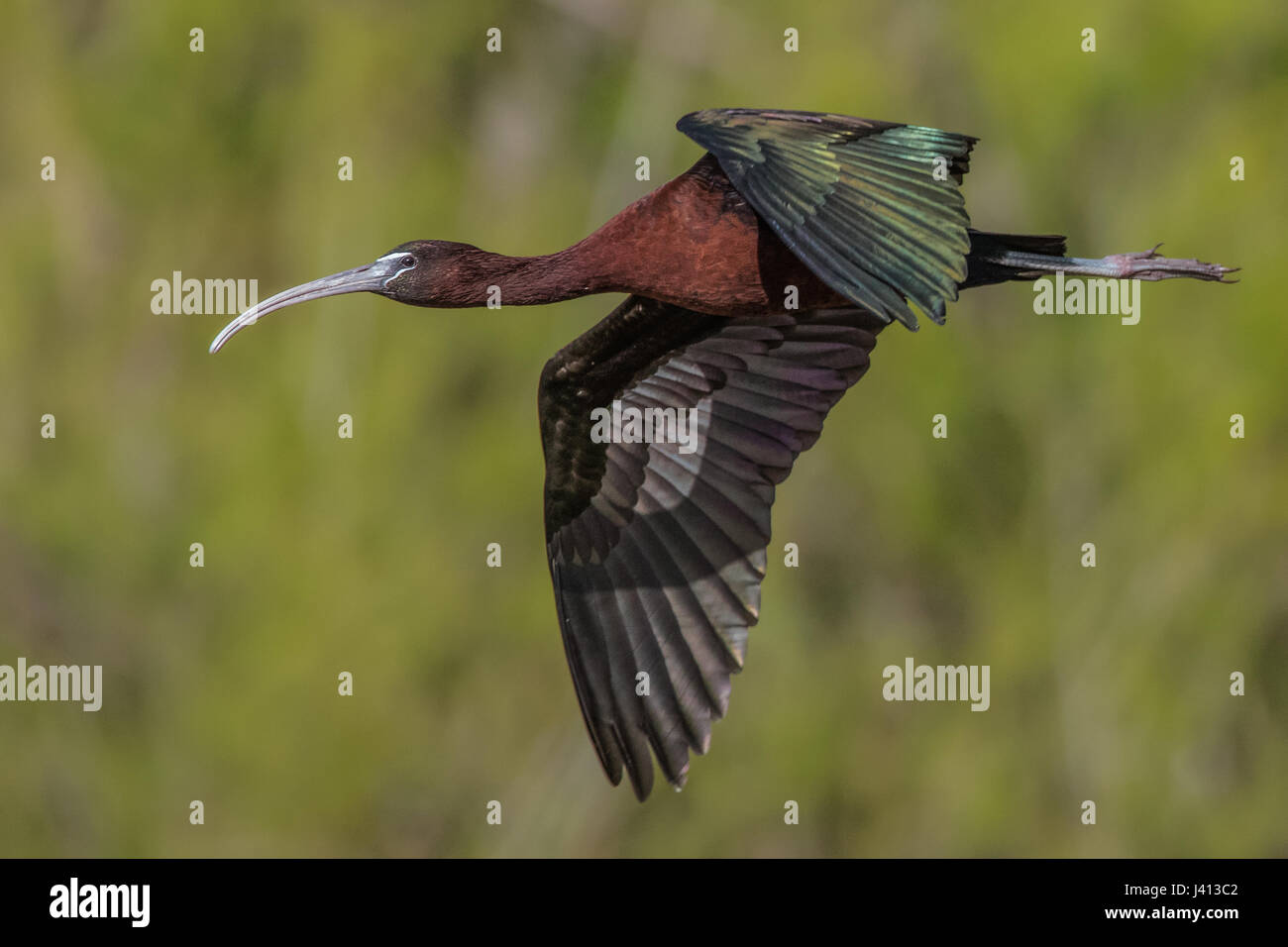 Glossy Ibis in flight in Southern Spain Stock Photo - Alamy