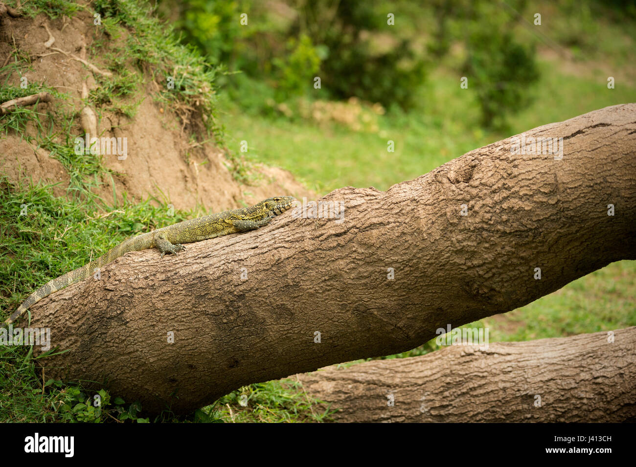 Nile monitor Lizard Stock Photo - Alamy