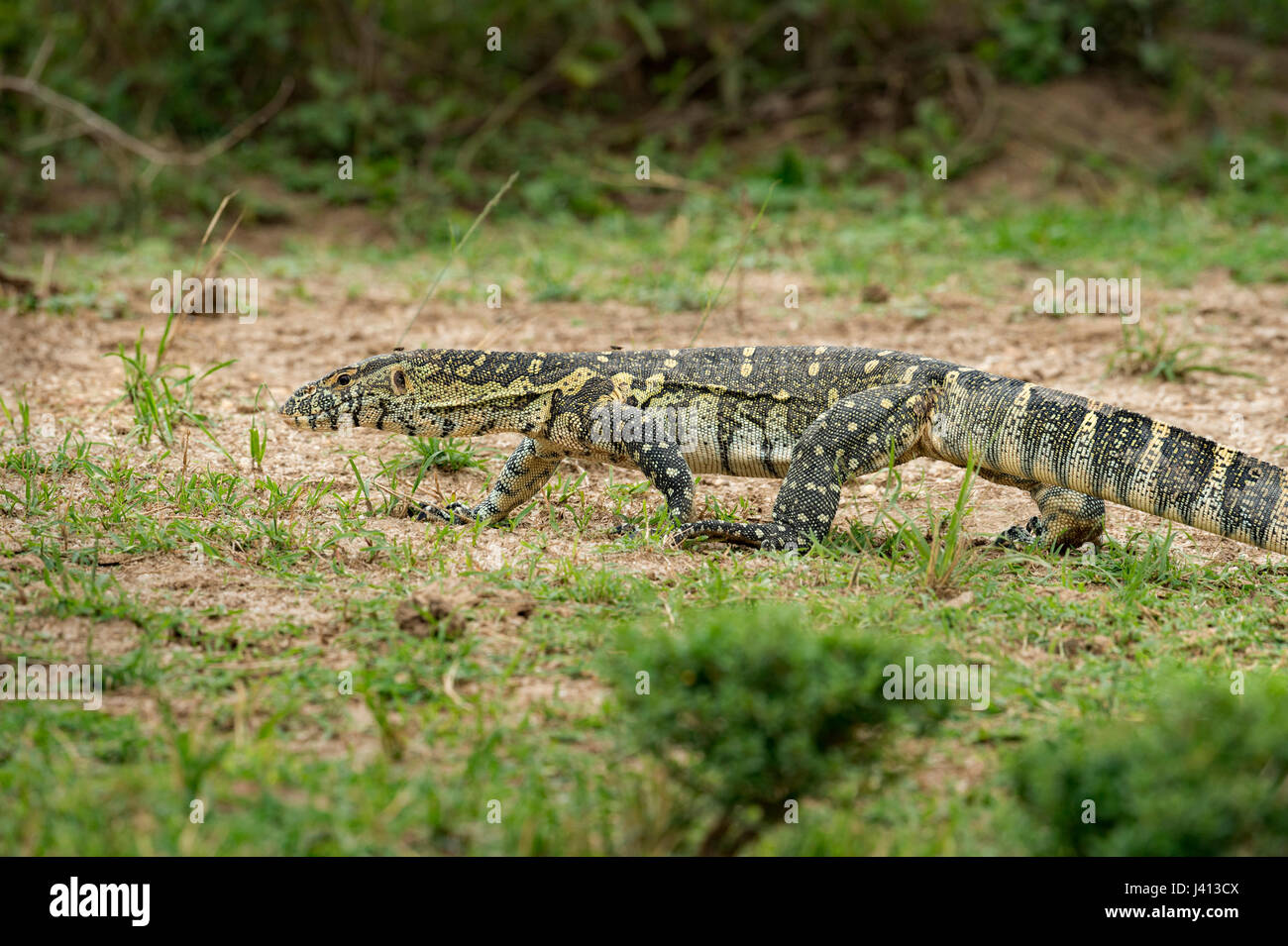 Nile monitor lizard queen elizabeth hi-res stock photography and images ...