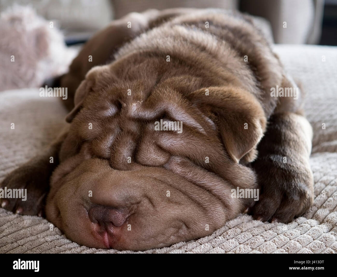 Shar Pei puppy Stock Photo - Alamy