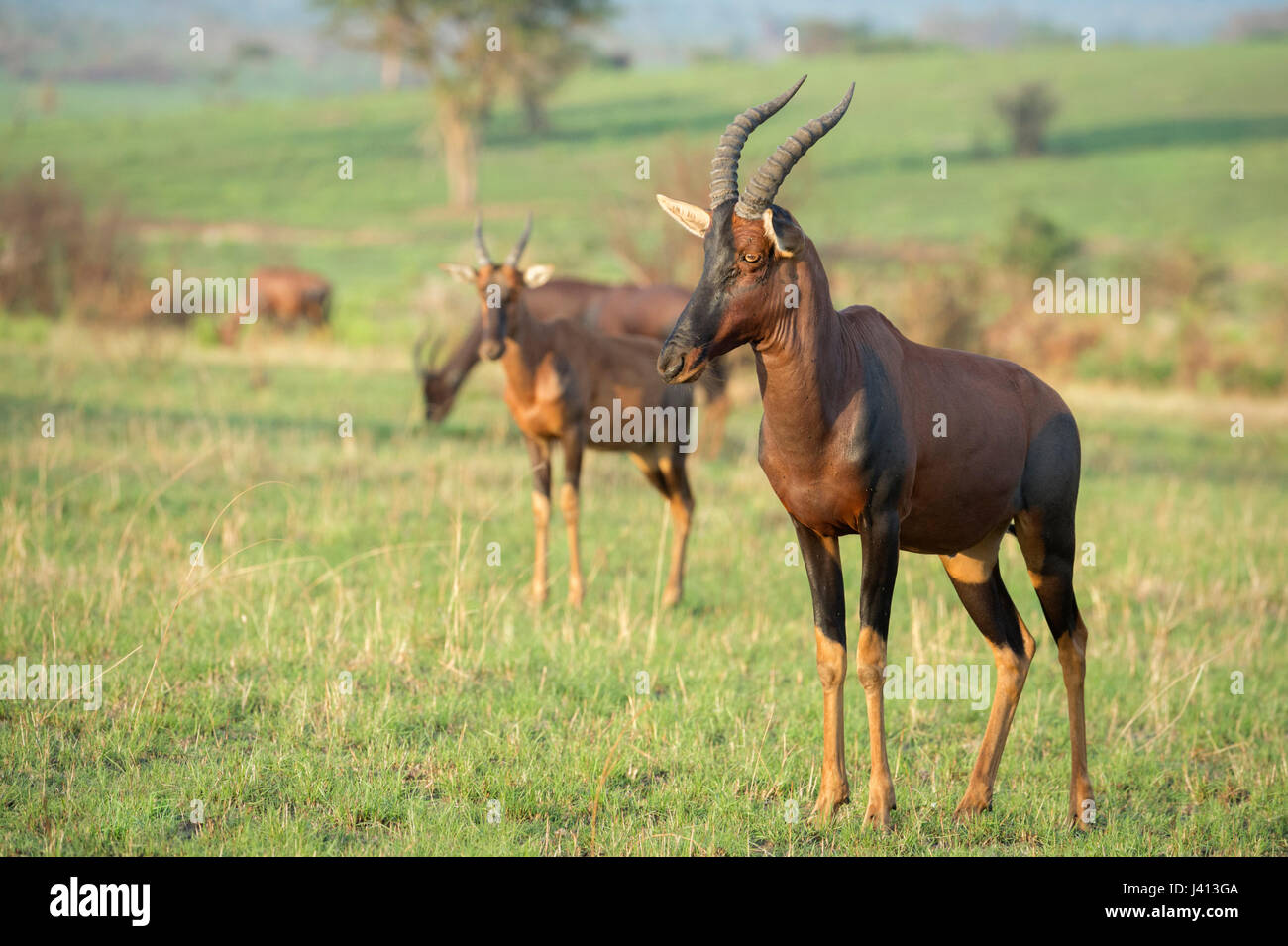 Hartebeest uganda hi-res stock photography and images - Alamy