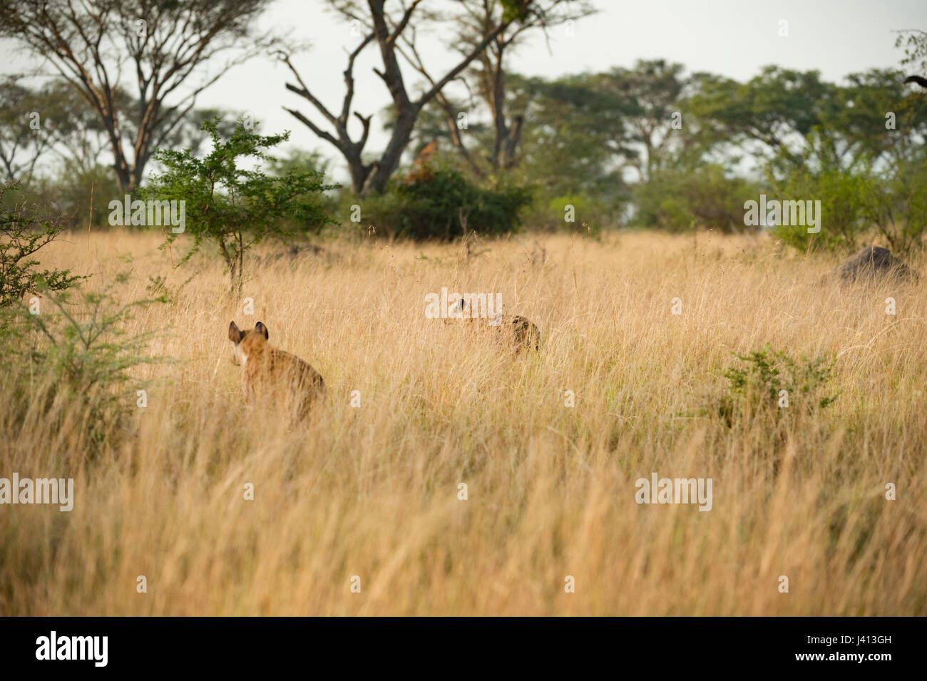 Hyena Pack Family High Resolution Stock Photography and Images - Alamy