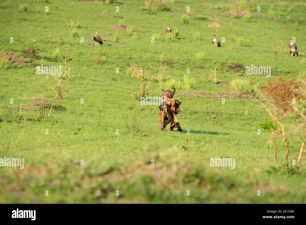 Hyena Pack Family High Resolution Stock Photography and Images - Alamy