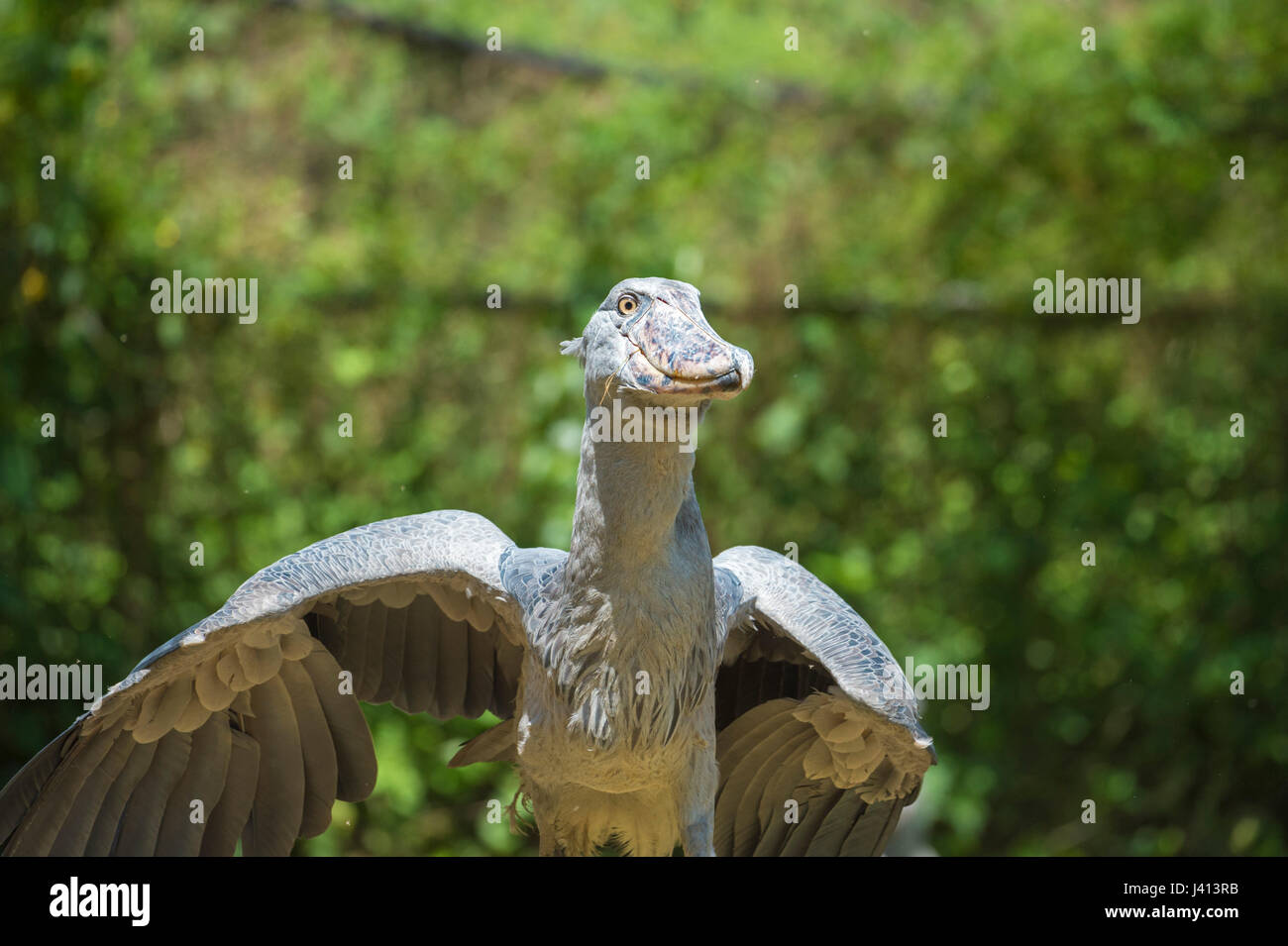 Shoe billed hi-res stock photography and images - Alamy