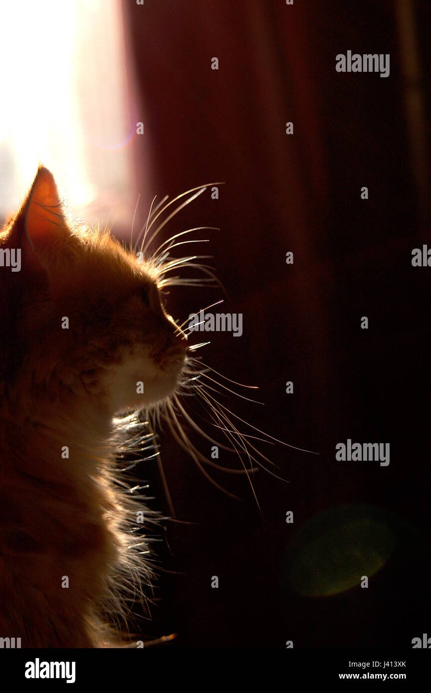 Misa cat hi-res stock photography and images - Alamy